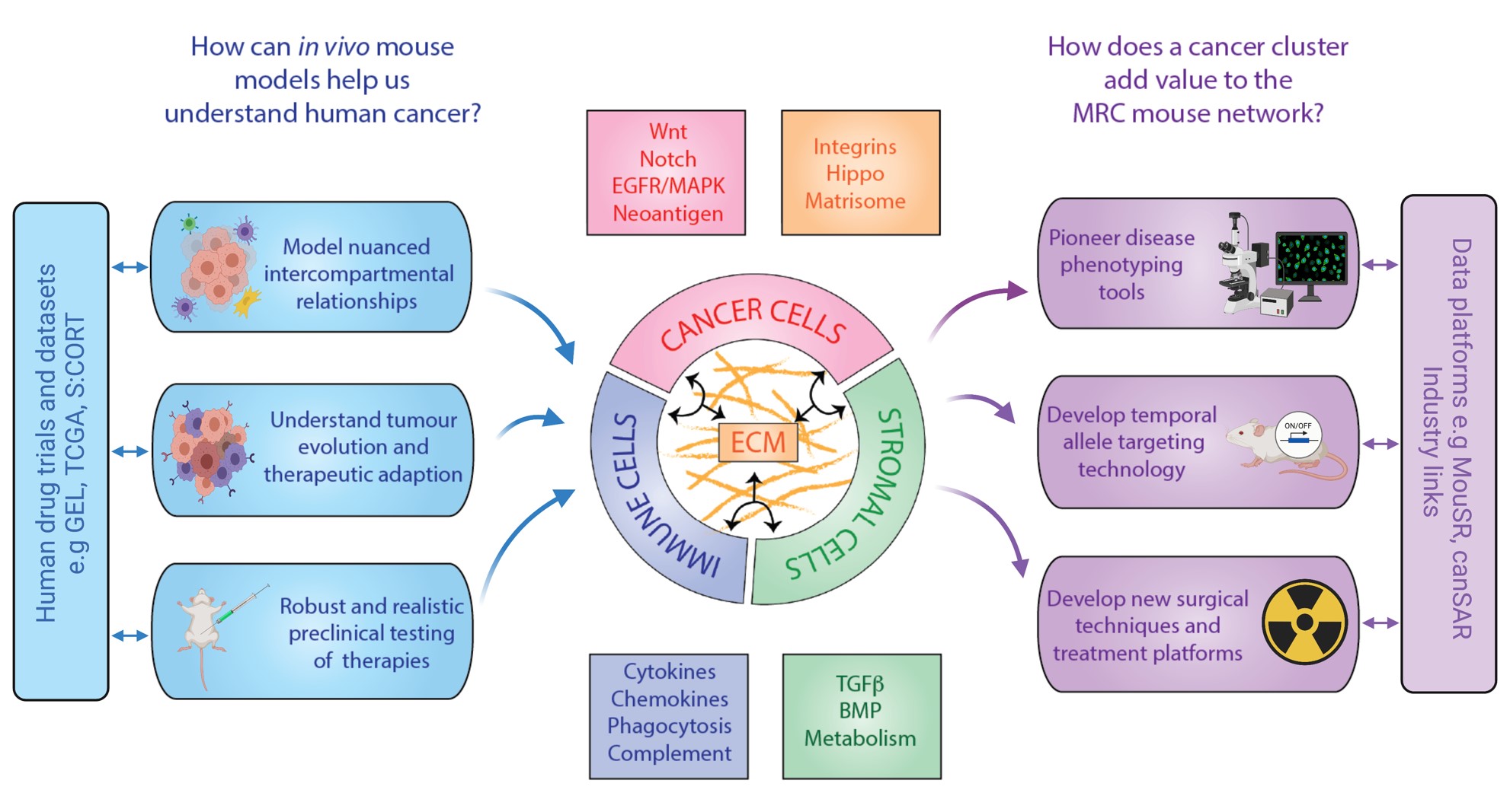 Cancer | National Mouse Genetics Network