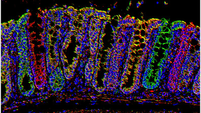 Mitochondria | National Mouse Genetics Network