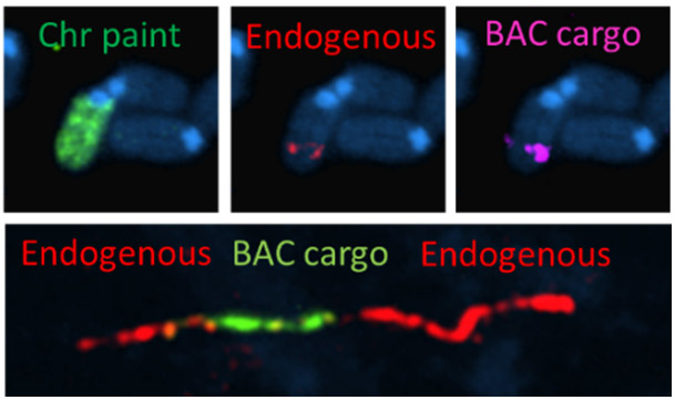 Network Projects | National Mouse Genetics Network